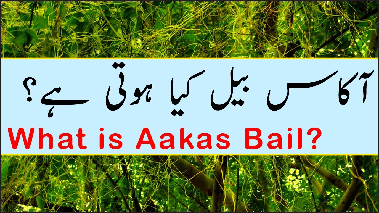 What is a Cuscuta Reflexa | Amar Bail | Aakas Bail | Akash Bail Se Kya ...