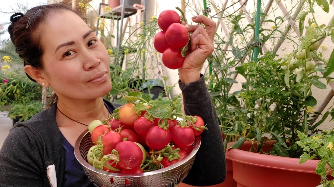 kakatuwa isang puno lang pero ang daming bunga ng kamatis ko - YouTube