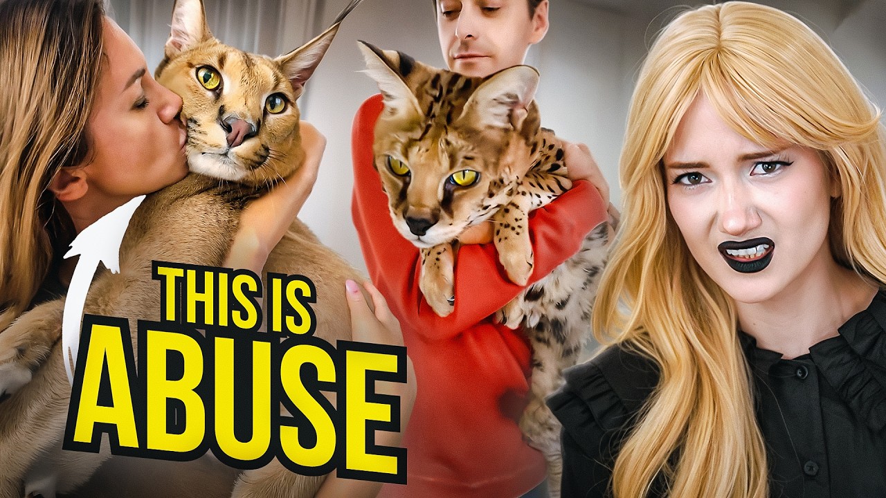 TikTok’s Exotic Cat PROBLEM - YouTube