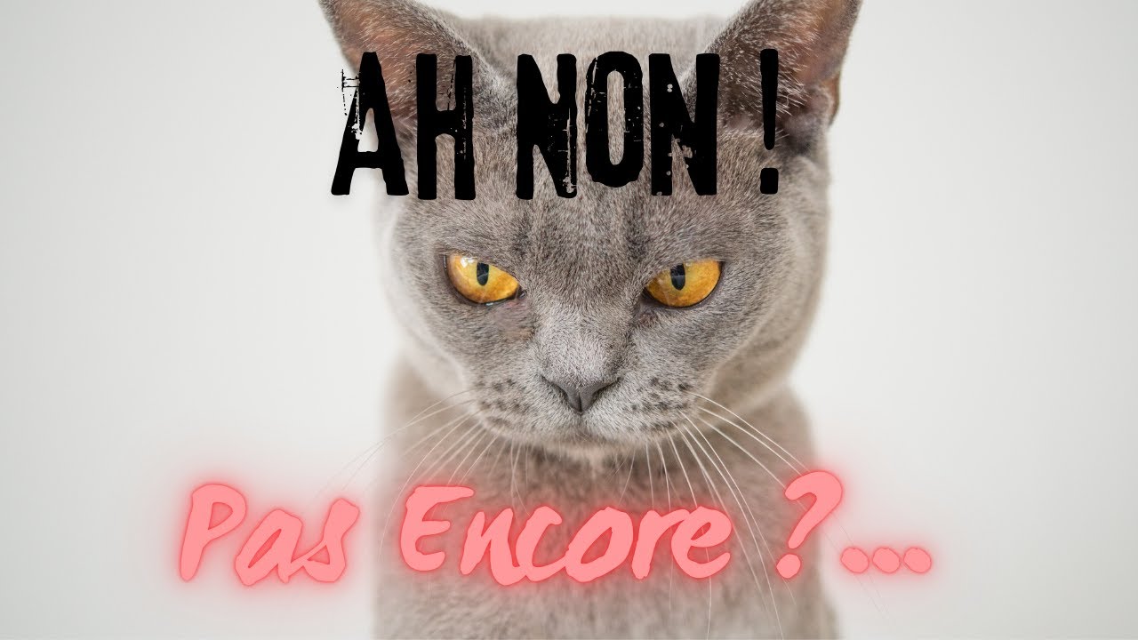 Ah Non ! Pas Encore ? #tarots #voyance - YouTube