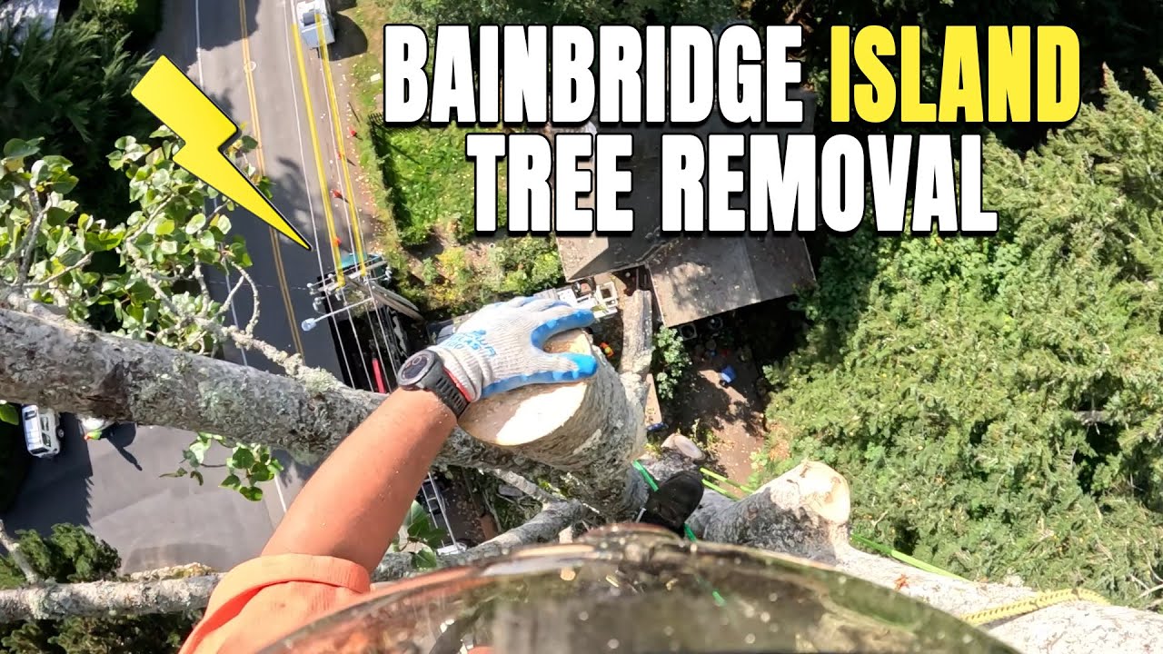 Bainbridge Island Tree Removal - YouTube