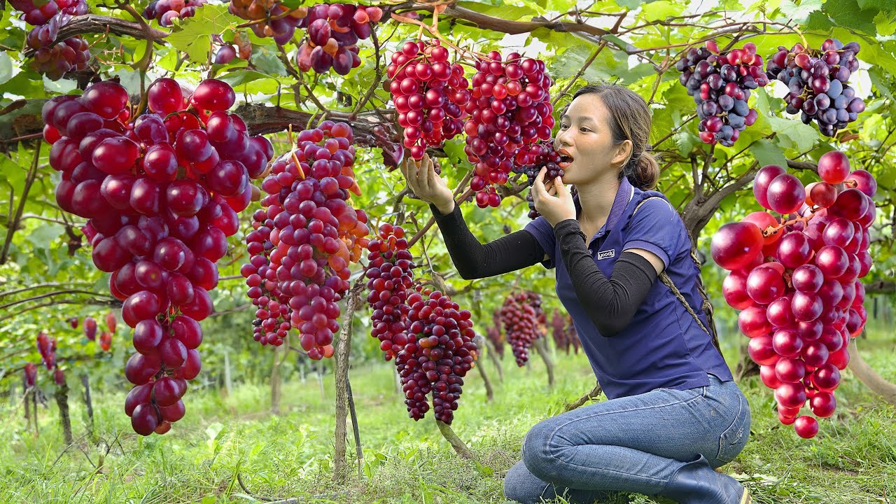 SHOCKING!harvest ruby grapes - Lost in a huge ruby vineyard with lots ...