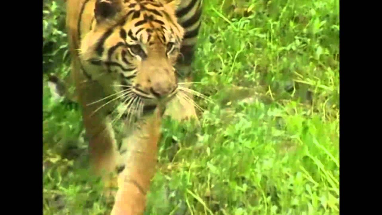 Biodiversity : Plants and Animals - YouTube