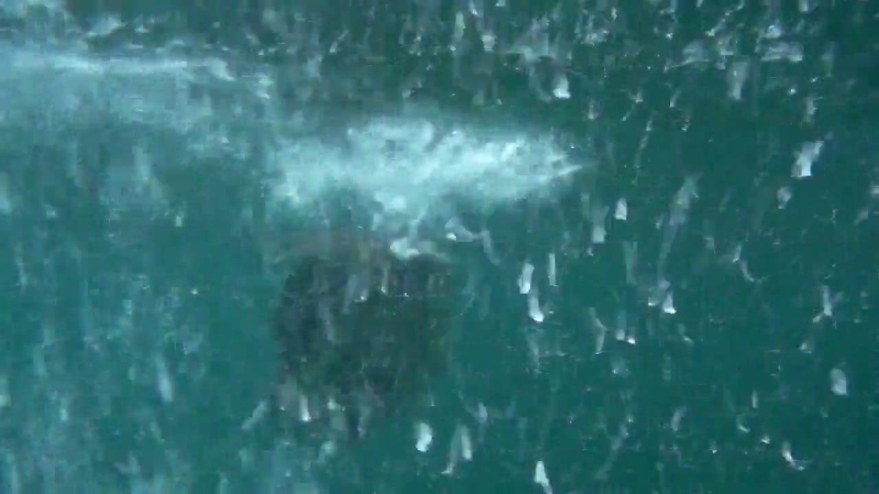 Underwater Snapping Turtle "Wrangling" - YouTube