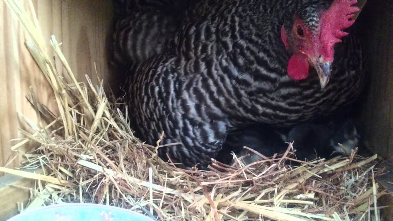 1 day old koekoek breed chicks - YouTube