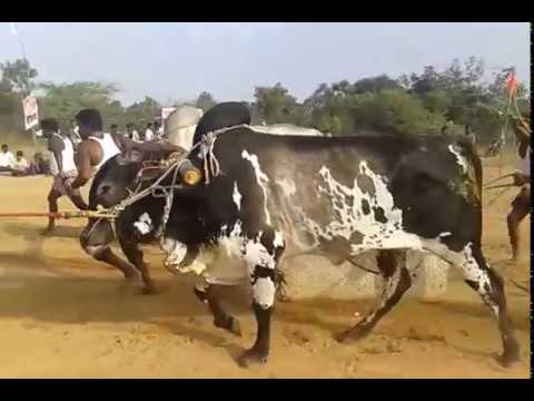 Ongole bulls - YouTube