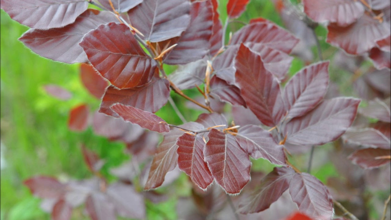 Copper Beech Trees Grown at HH Farm - YouTube