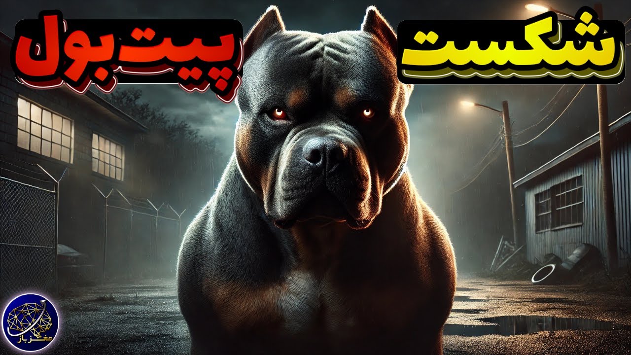 قدرت پیتبول در مقابل سگ های وحشی بزرگ دیگر چقدر است؟ Youtube