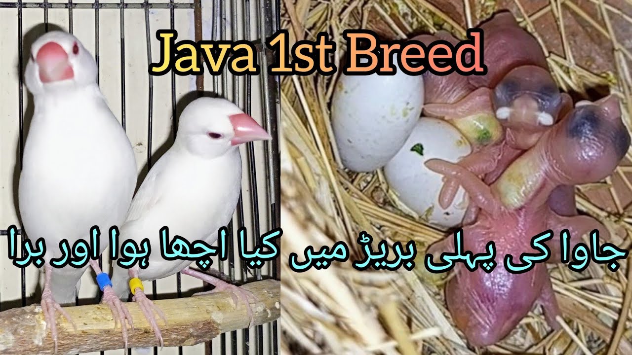 Java 1st Breeding Progress #babapetsinfo #java #birdsvlogs - YouTube