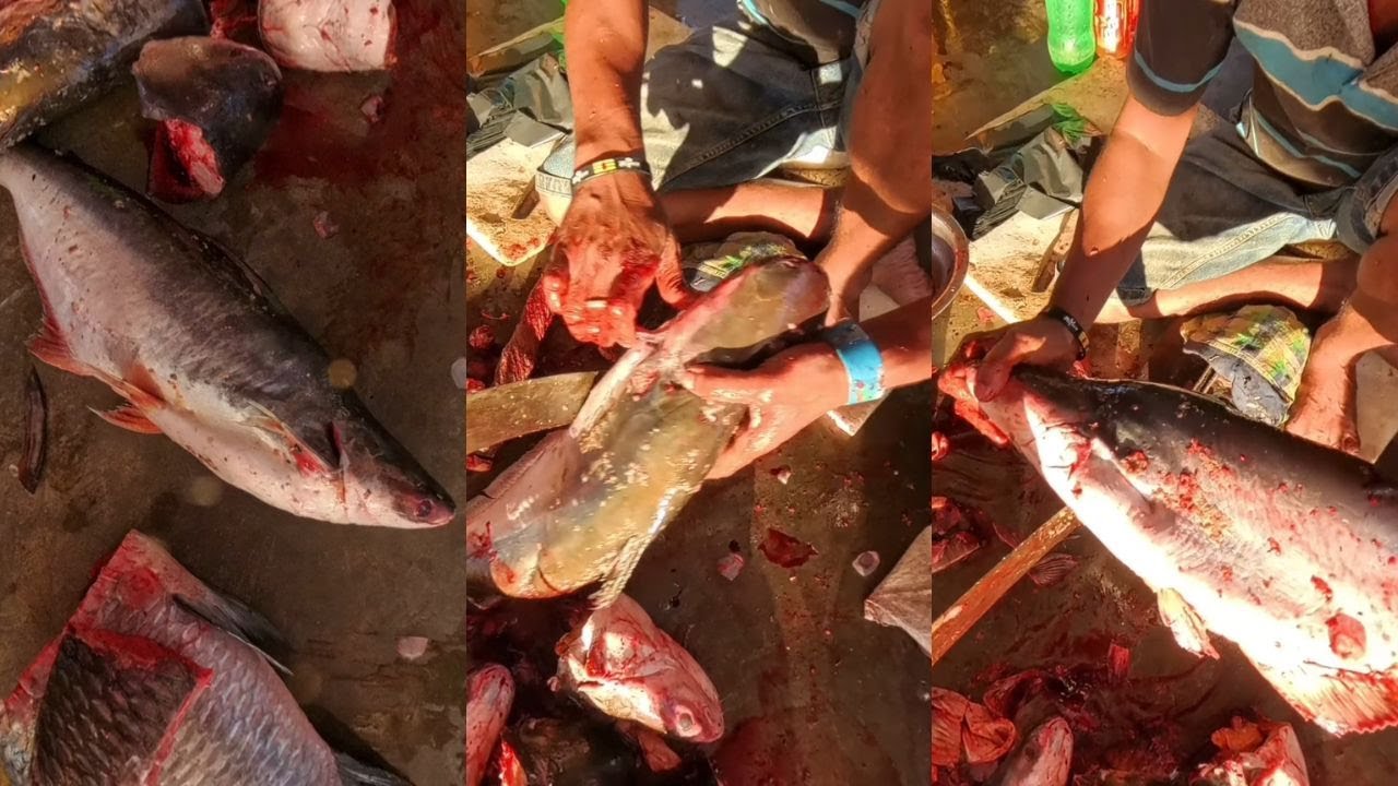 🐠 Watch How to Cut a Big Basa (ଜଳଙ୍ଗ ) Fish | Expert Fish Cutting ...