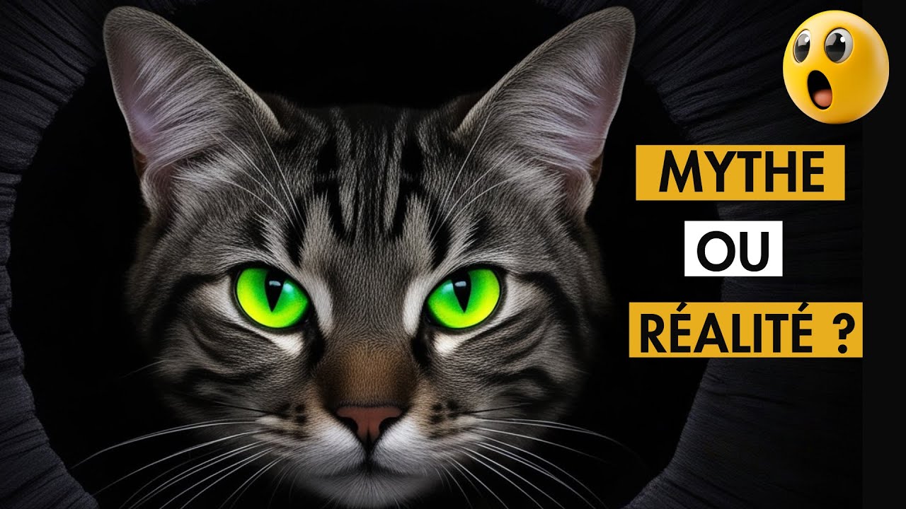 📢 Les Chats Voient-Ils Vraiment Dans le Noir ? 👉 La Réalité Est ...