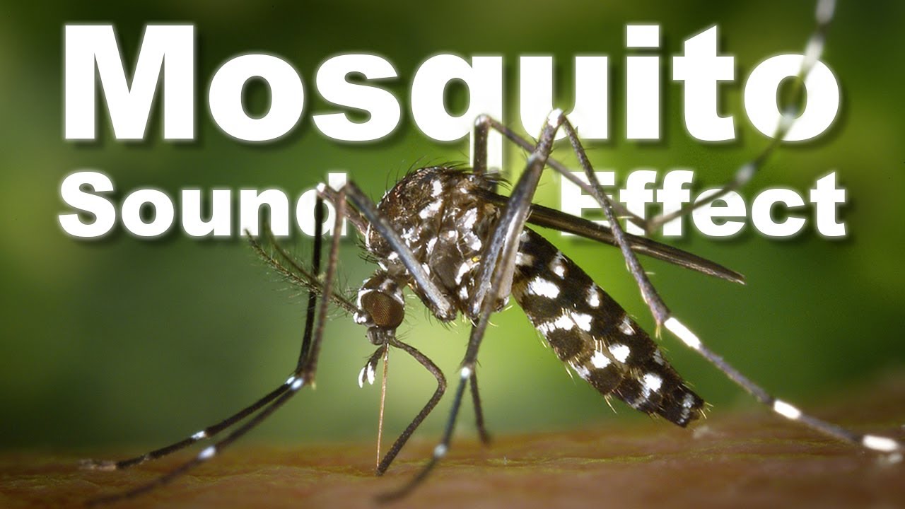Mosquito Sound Effect No Copyright | gLOBALeARS - YouTube