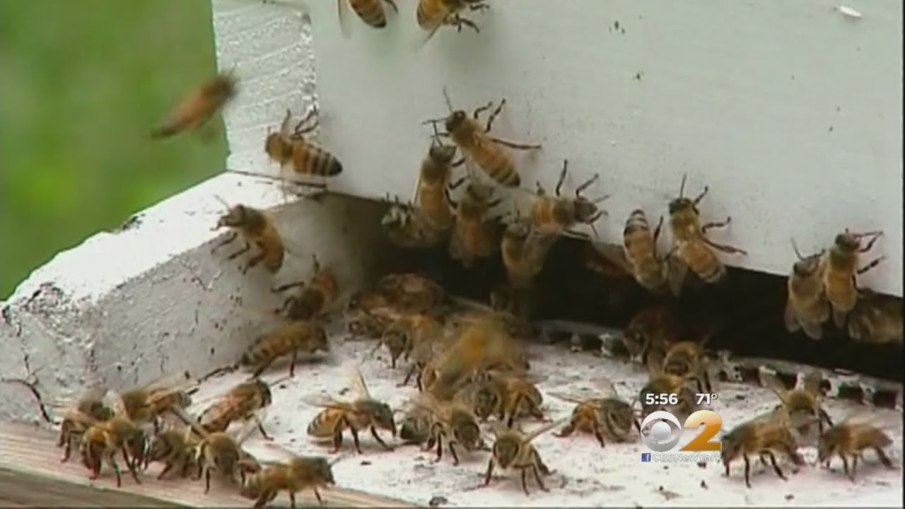 Bees Come Early This Spring - YouTube