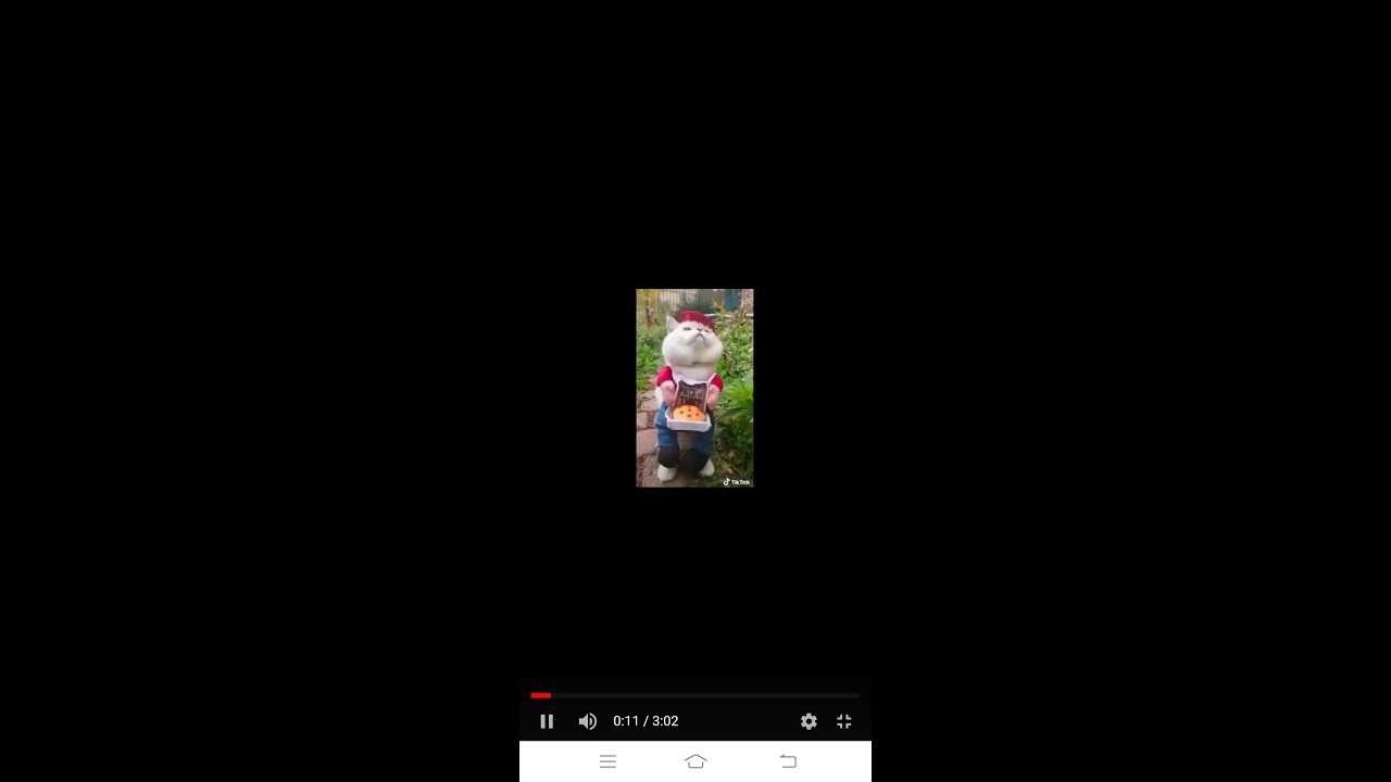 Kucing yang comel montel - YouTube
