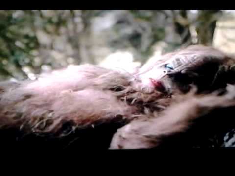 Messing with sasquatch - YouTube
