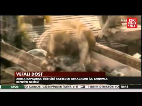 Vefalı maymun arkadaşını 20 dakika uğraşarak hayata döndürdü...