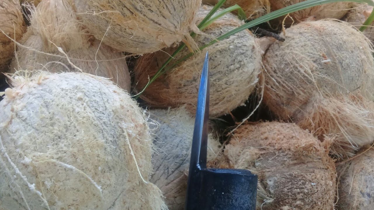 the best coconut peeler in asia.competing to peel coconuts on the edge ...