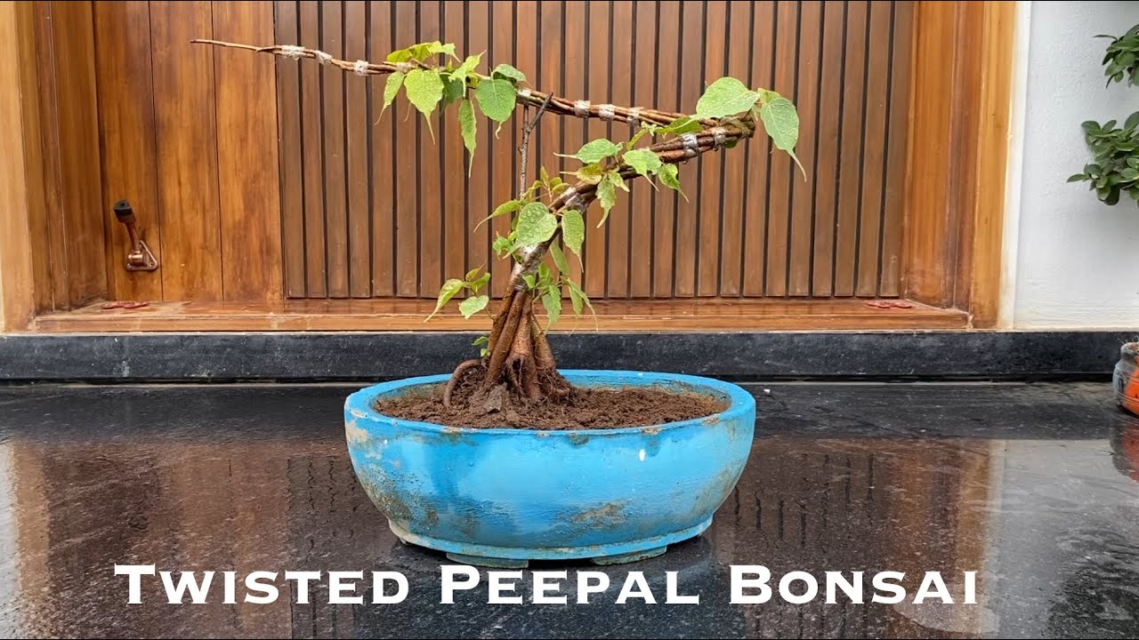 Twisted Ficus Religiosa Bonsai | पीपल बोन्साय 🌱 - YouTube