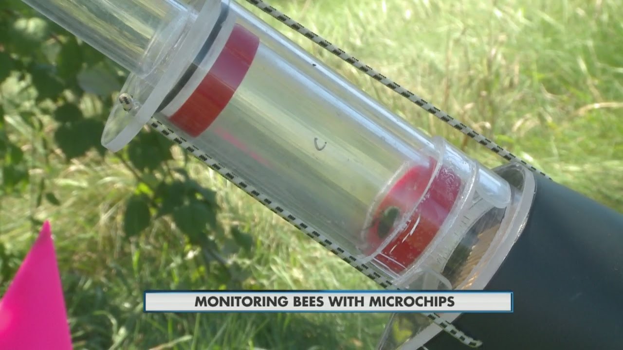 Bee Tagging 6pm 8-12-2015 - YouTube