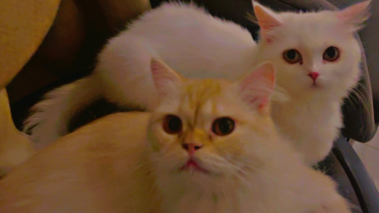 Cutest kittens playing Games video ! Best Animals video ! Cute Cats ...