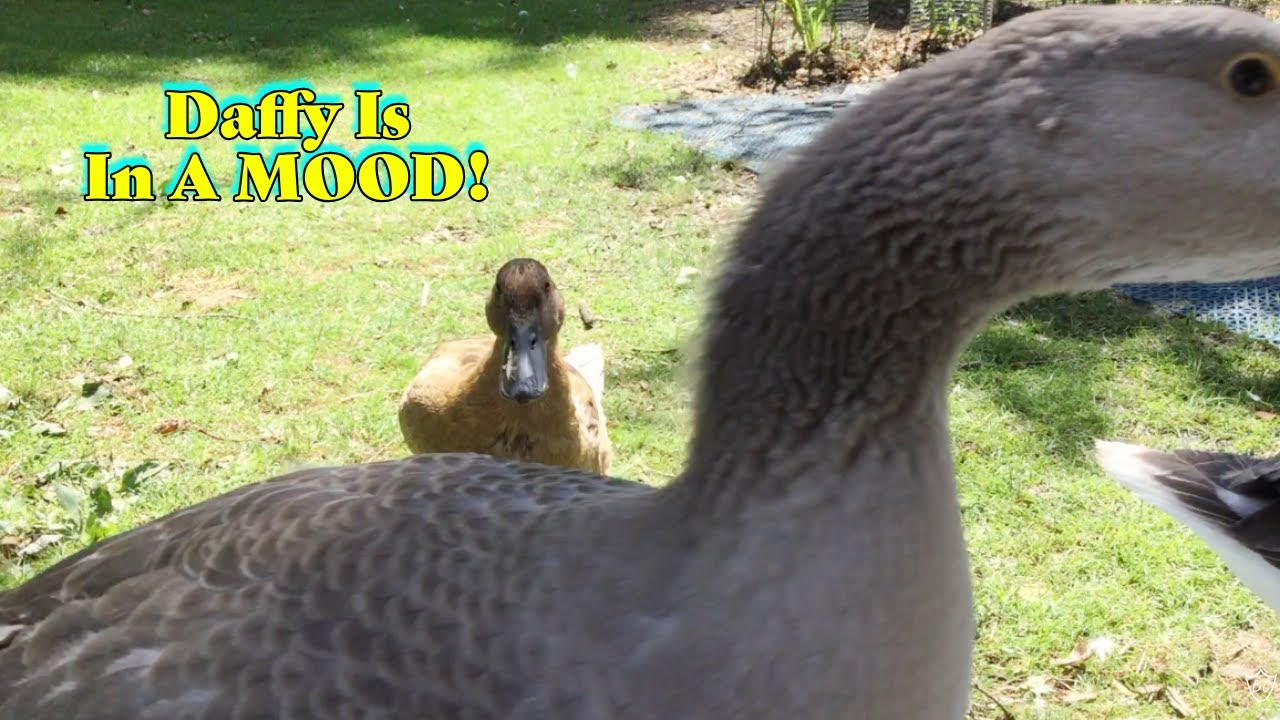 Daffy The Duck Is In A Mood (Goose Chase) - YouTube