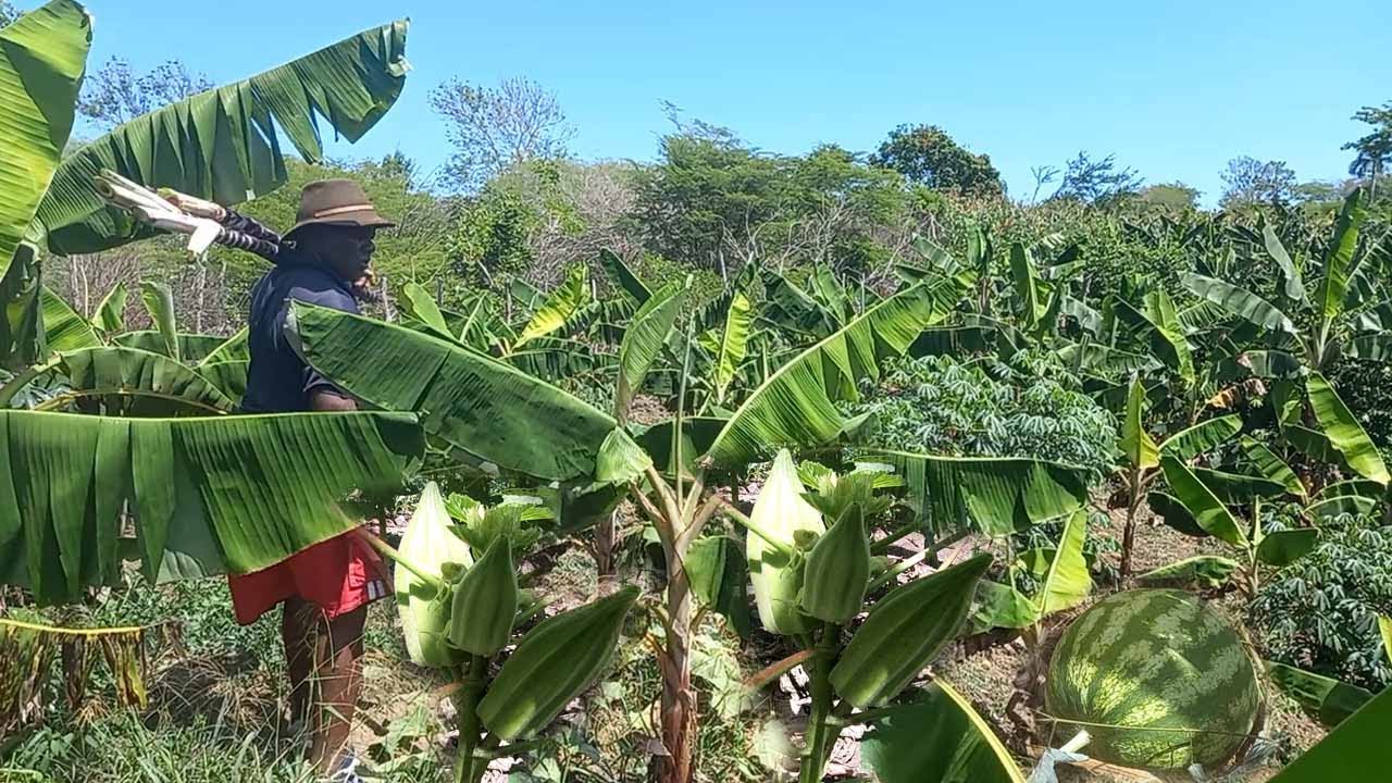 Eugenio cosecha de todo en su conuco, La vida del campo en republica ...