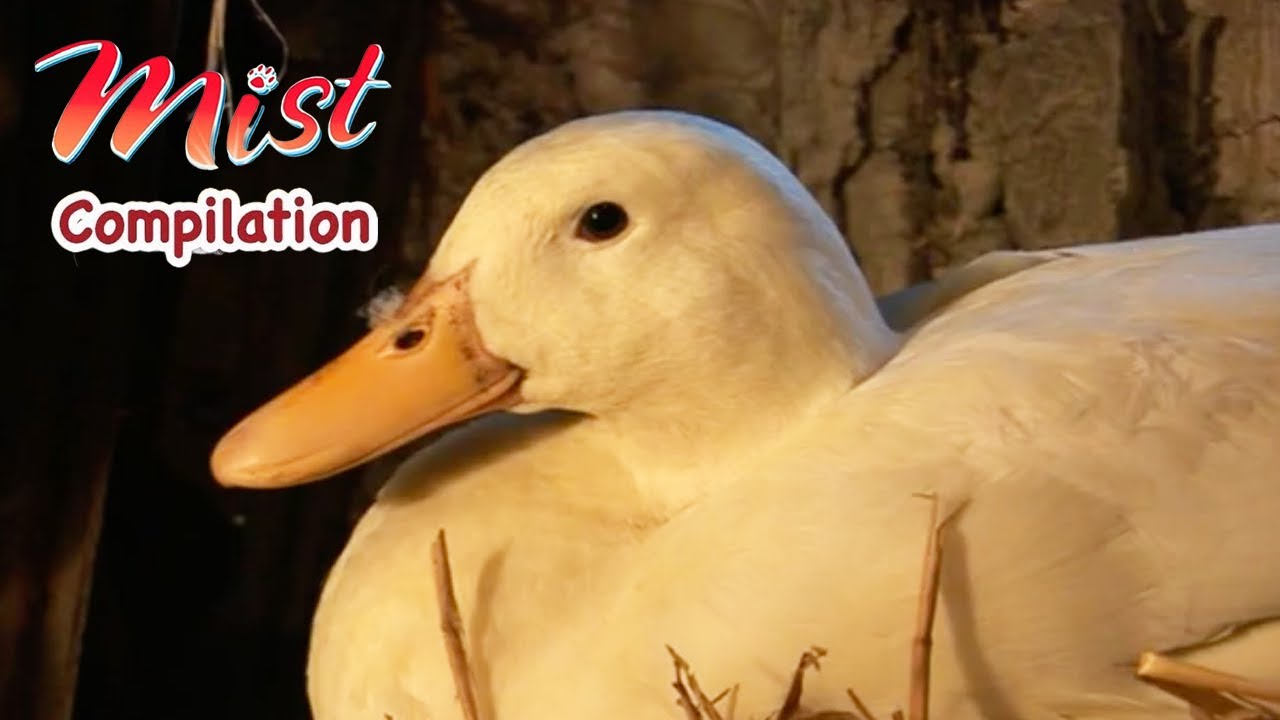Mist Full Episode Compilation! | Dried Ducks | Drake Expectations ...