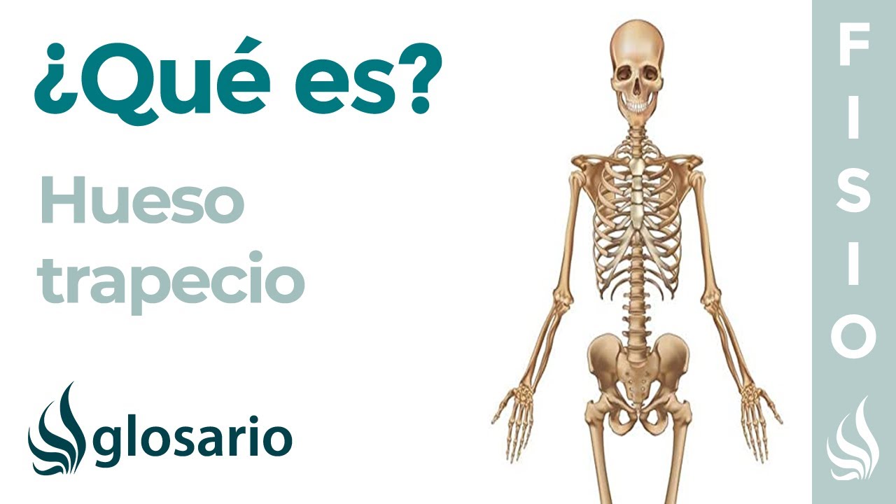 Hueso TRAPECIO | Qué es, significado, dónde queda, función y lesiones ...