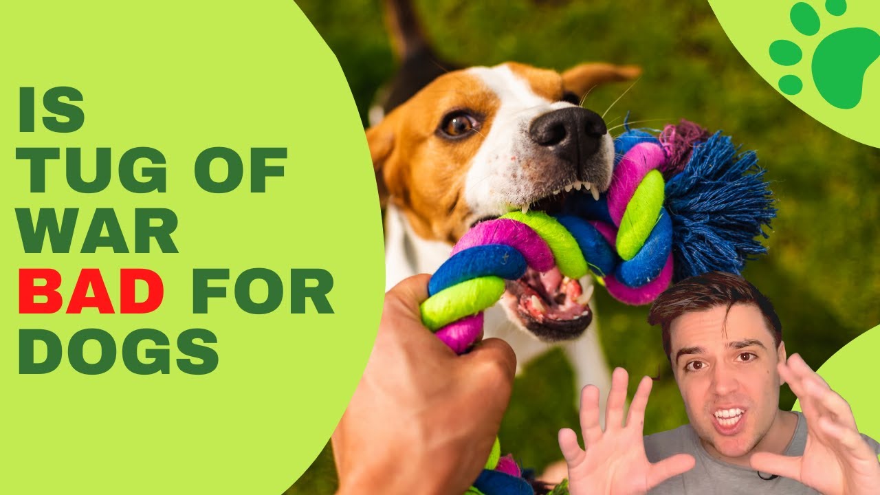 Is Playing Tug Of War BAD For Dogs YouTube