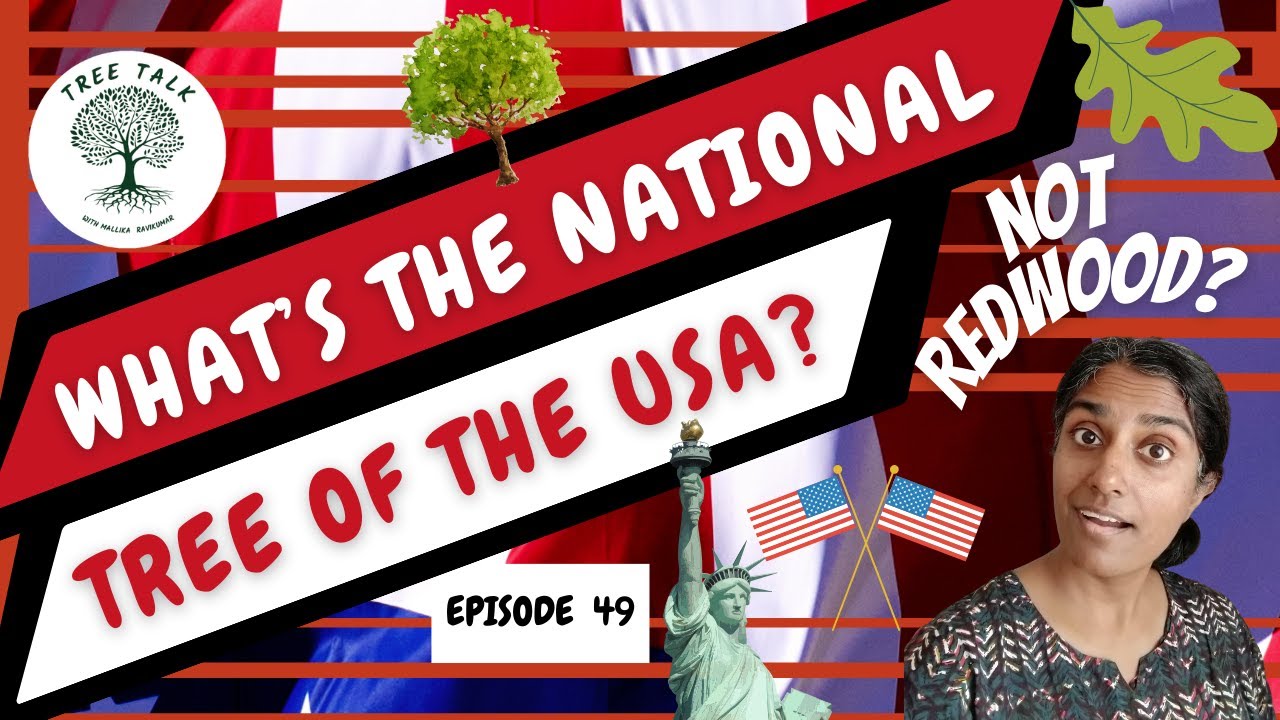 What is the National Tree of the USA? - YouTube