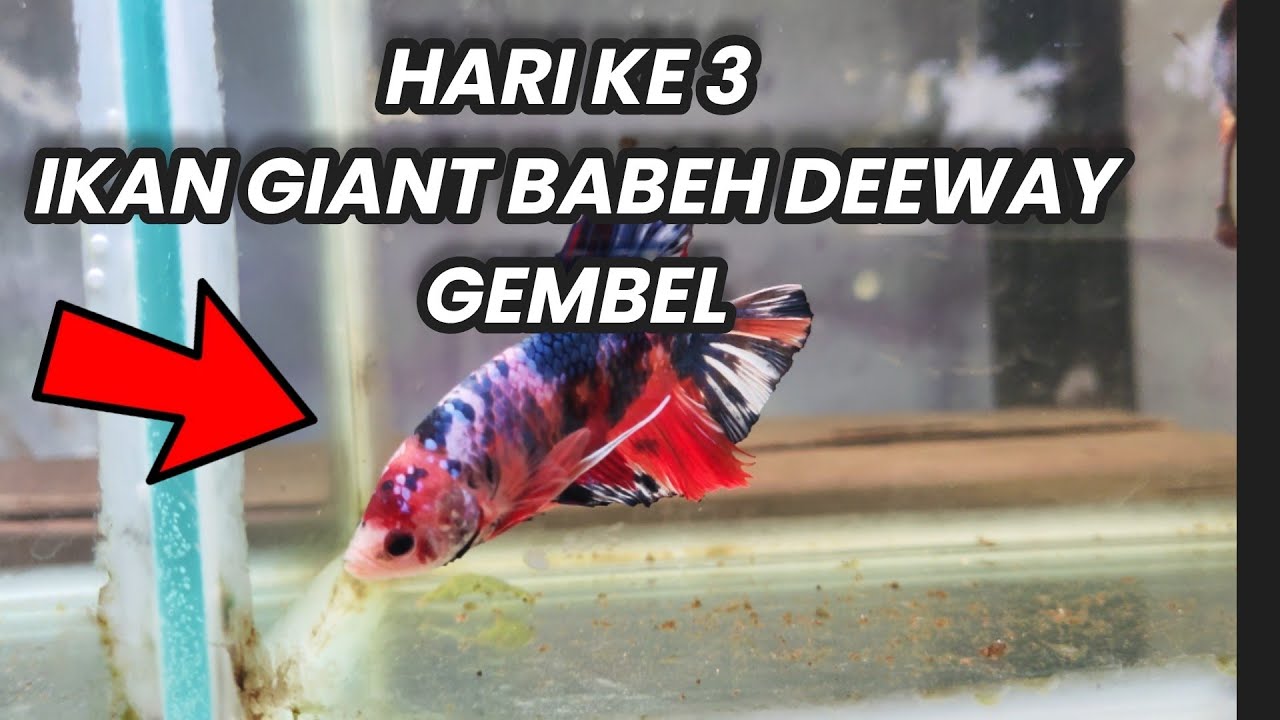 HARI KE 3 || IKAN GIANT BABEH DEEWAY GEMBEL‼️ - YouTube