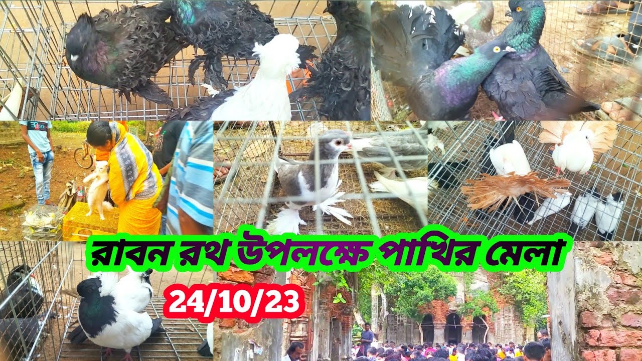 রাবন রথ উপলক্ষে পাখির মেলা ||অজানা একটি পাখির মেলা mahishadal bigast ...