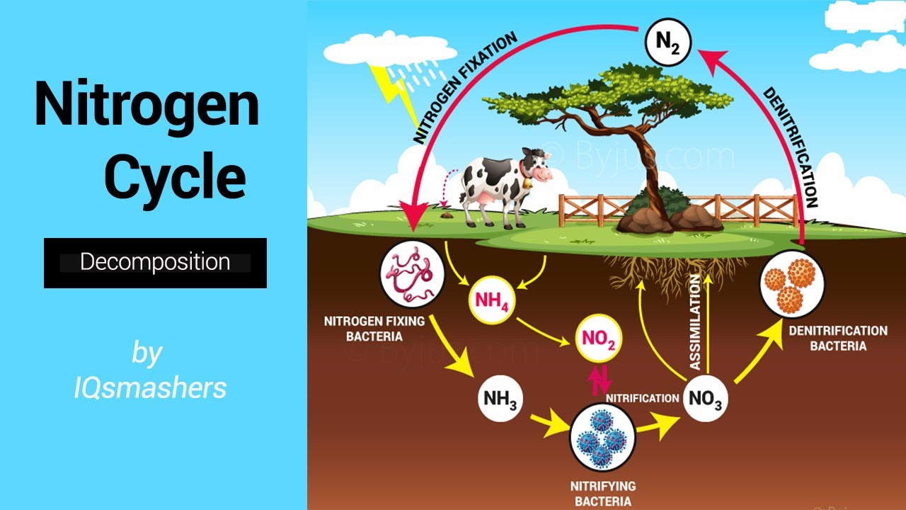 Nitrogen Cycle. Decomposition Method for nitrogen fixation - YouTube