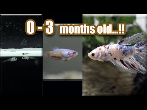 BETTA fish GROWTH ( from Eggs -  3 months )