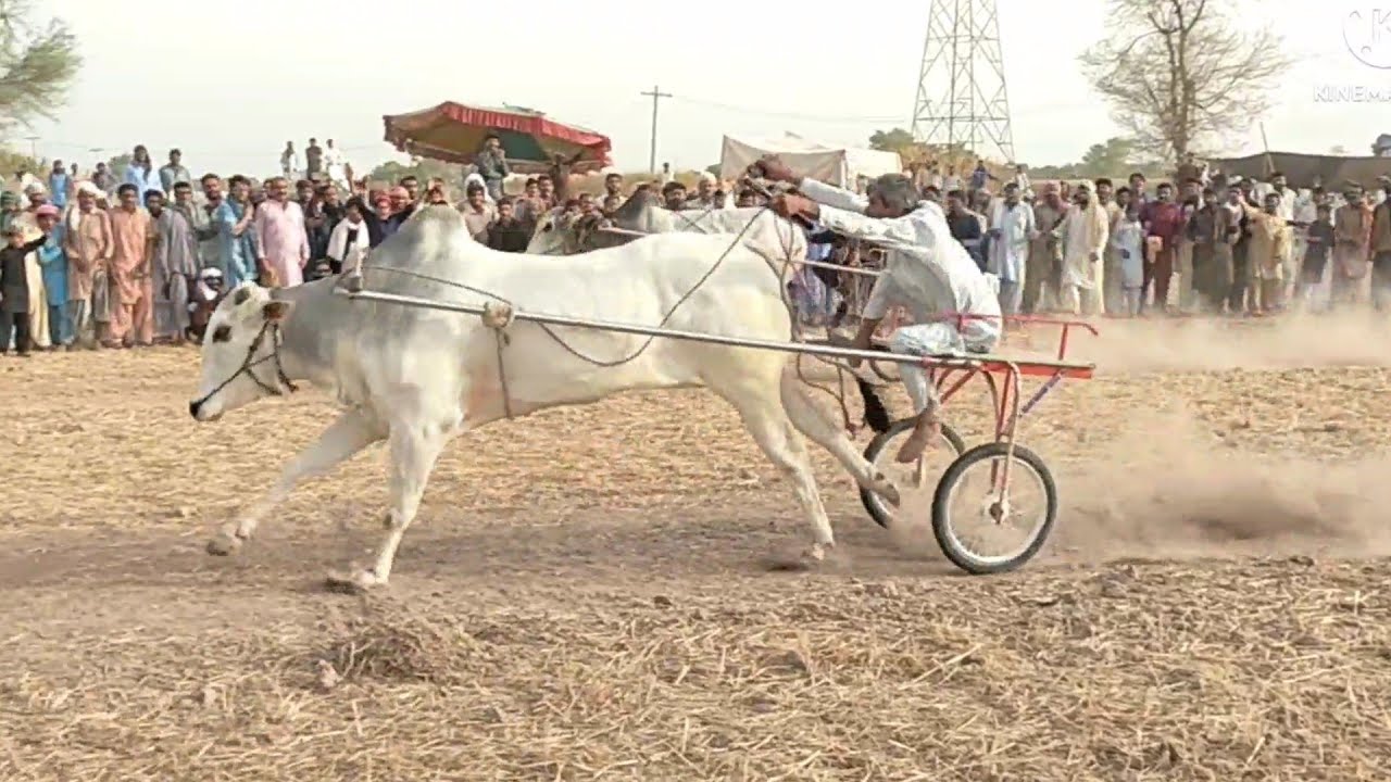 New Bill Bull Race in خانیوال مہر شاہAugust 20, 2022Bit ka jalsa all ...