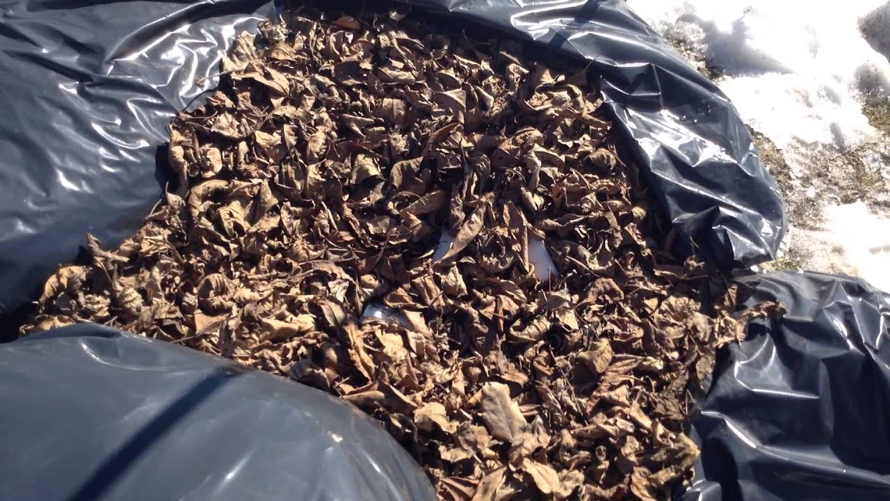 Uncovering The Musa Basjoo Spring 2015! (Canada) eh - YouTube