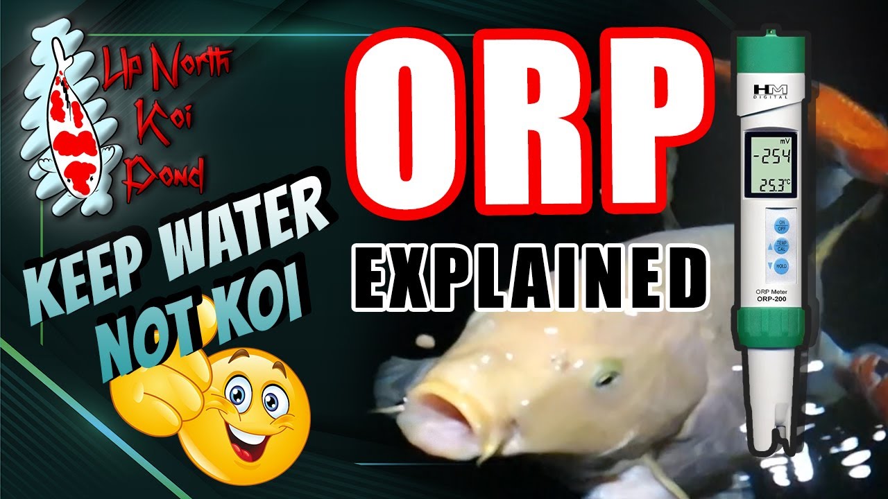 How ORP Impacts Your KOI and Pond Health - YouTube