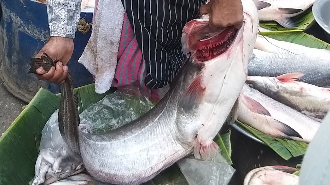 Amazing Fish Cutting Skills. Big Twing Boal Fish Cutting Skills In ...