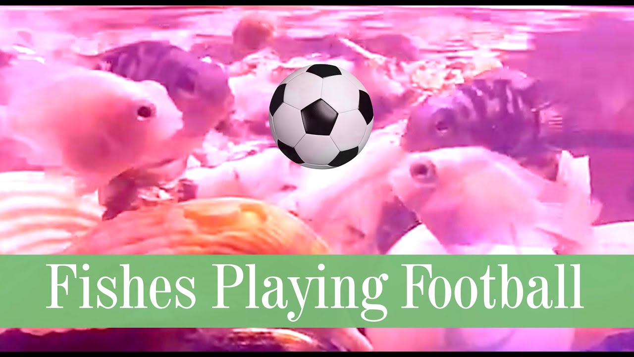 Polar Parrot Fish Playing Football | Fish playing football - YouTube