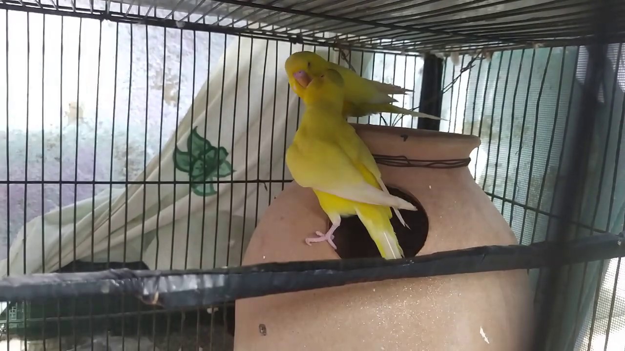 Budgies Australian Parrots meeting start 2020 Red eyes pair - YouTube