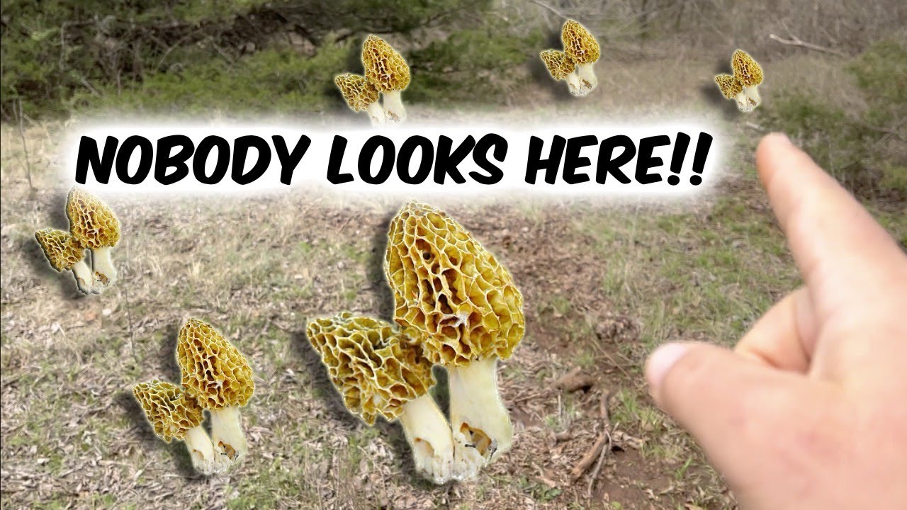Where To Find Morel Mushrooms: Start HERE! - YouTube