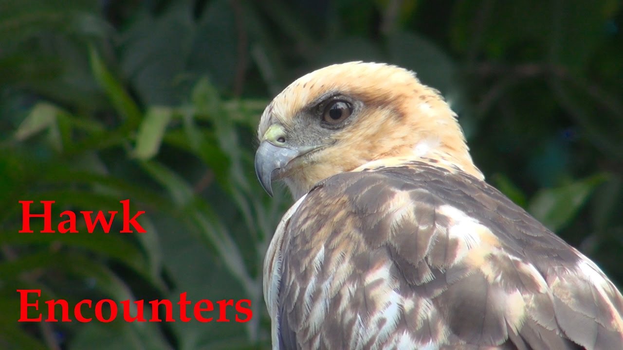 Hawaiian Hawk Rare Golden Color Phase ? and My Encounter With It - YouTube