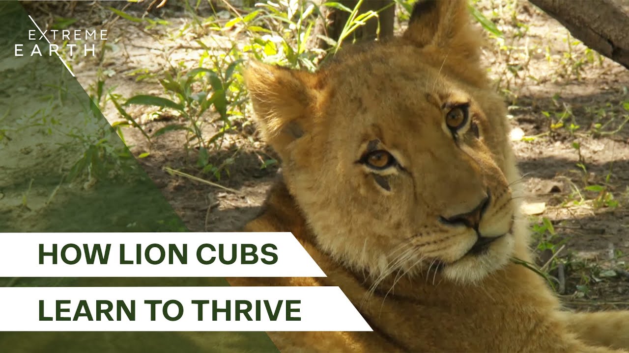 The Journey of Lion Cubs: Overcoming Fears & Forming Prides | Lion ...