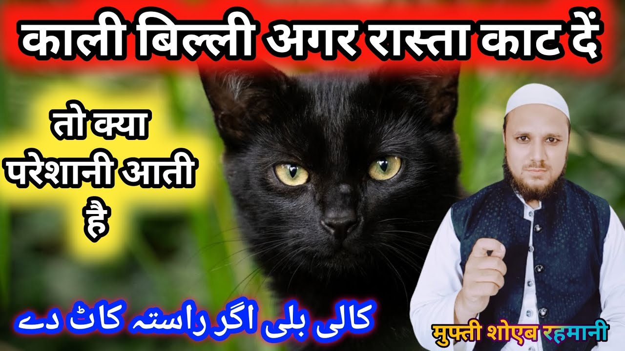 Kali Billi Agar Rasta Kat de do kiya pareshani aati hai #kalibilli # ...