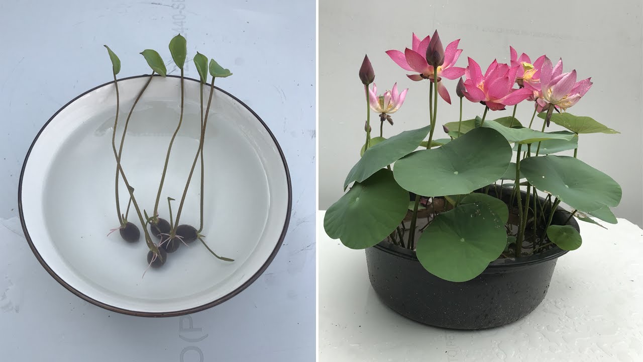 How to propagate lotus from seeds, fast germination - YouTube