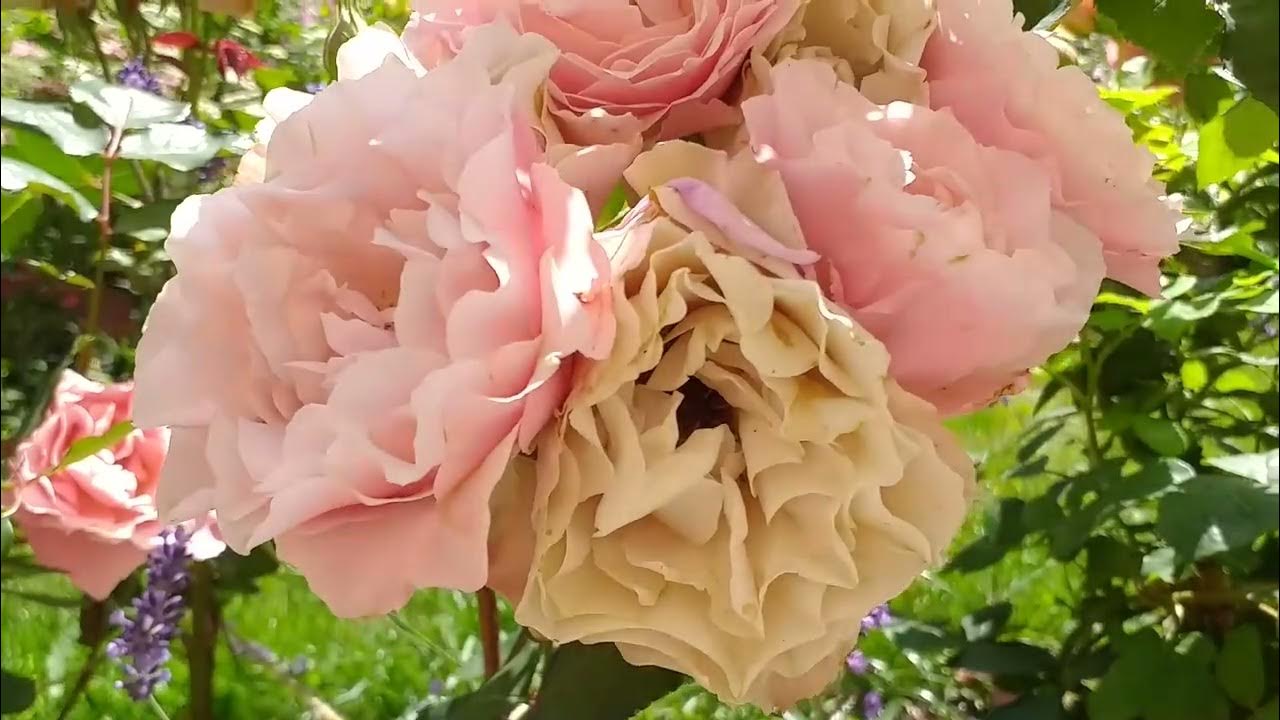 САМЫЕ ЛЮБИМЫЕ РОЗЫ, 14 сортов... Лето2023 - YouTube