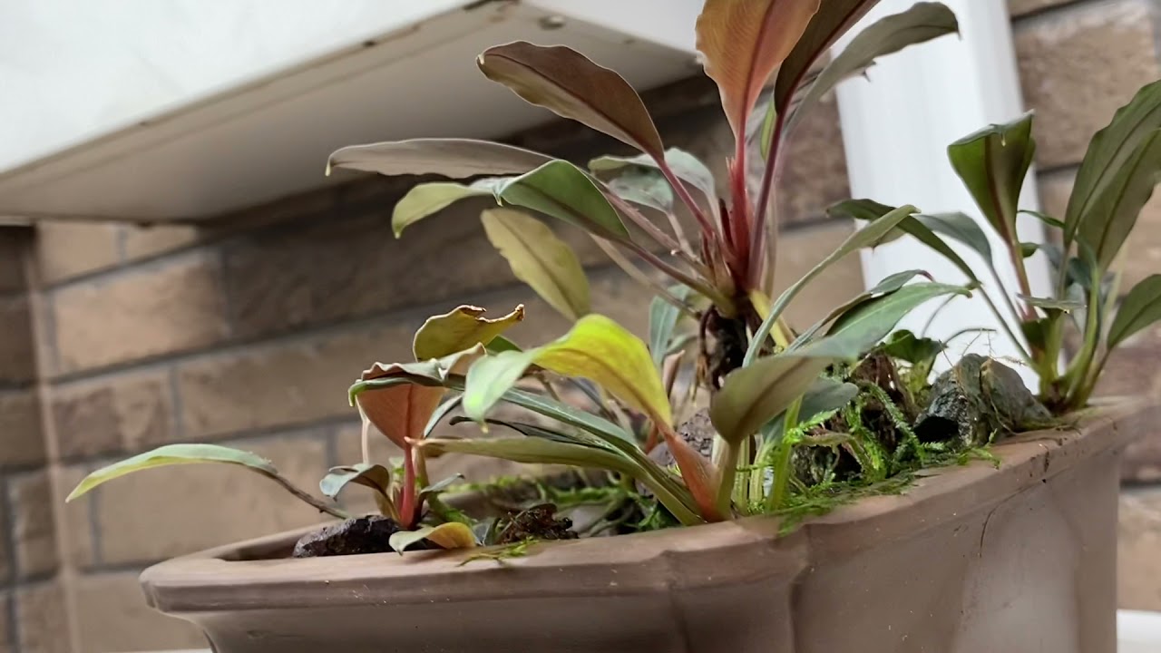Low - Angle Bucephalandra sp. pink lady ブセファランドラ 寄せ植え - YouTube