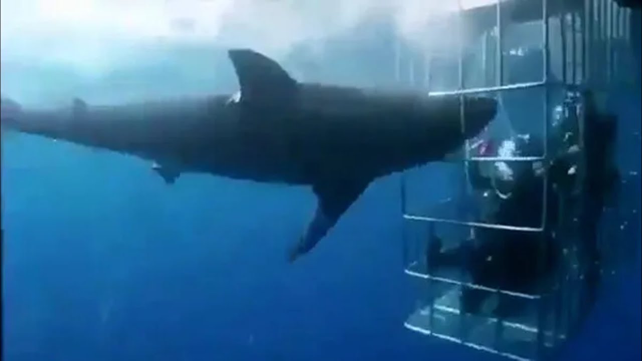 Tragic Encounter: Great White Shark's Fatal Struggle with Diver's Cage ...