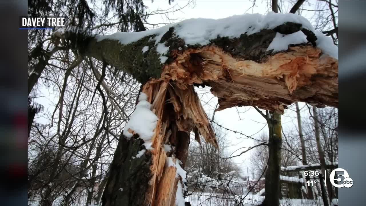 How to know if your tree has been damaged by winter weather - YouTube