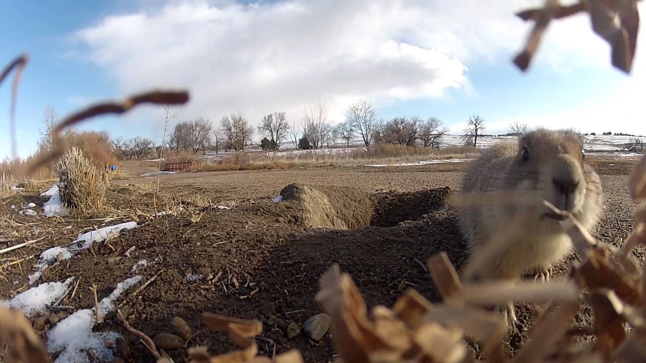 Prairie dog tries to eat GoPro camera - YouTube